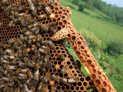 Honeybee Photos Photos Of Queen Workers And Drones Talking With Bees