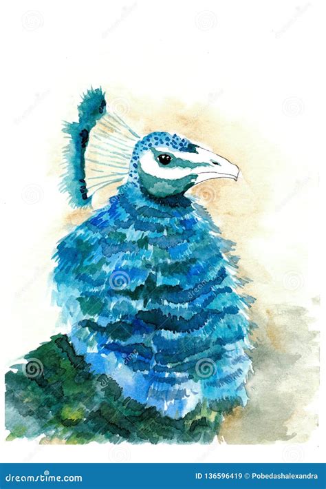 Crest Peacock Stock Illustrations 171 Crest Peacock Stock Illustrations Vectors And Clipart