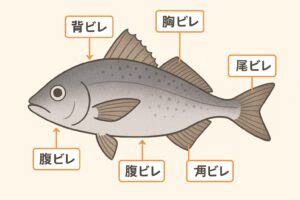 魚のヒレ、各部位の役割とは？【背ビレ・胸ビレ・腹ビレ・尻ビレ・尾ビレの完全ガイド】