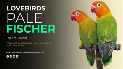 Pale Lovebird Mutation Lovebird Mutations Guide