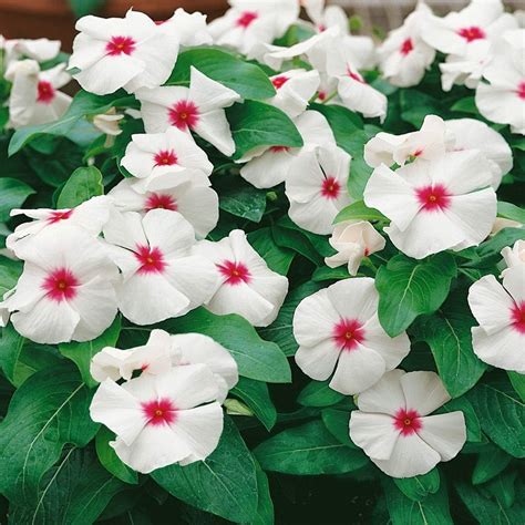 Vinca Minor Como Cobertura Del Suelo