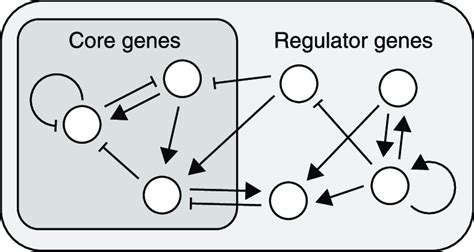 Schematic Representation Of The Gene Regulatory Network Each White