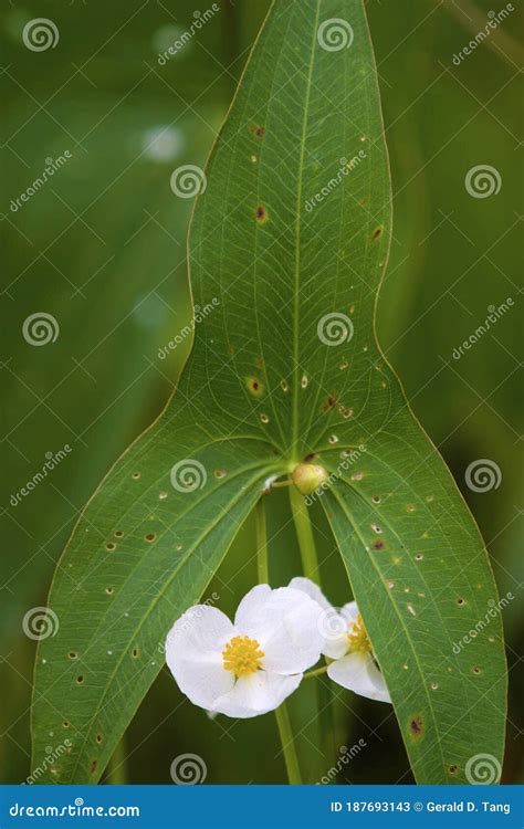 Broad Leaved Arrowhead 612332 Stock Image Image Of Arrowhead Wildflowers 187693143