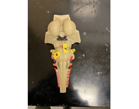 Cranial Nerves Of The Anterior Brain Stem — Printable Worksheet