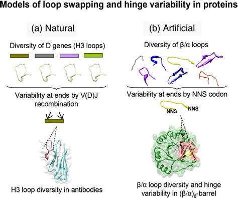 Models Of Loop Diversity And Adaptability In Proteins A Natural Loop Download Scientific