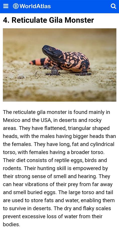 10 Of The Worlds Most Amazing Lizard Species Lizard Species Reptile