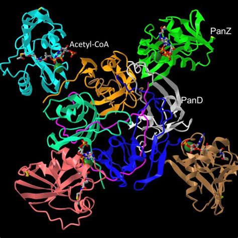 Structure Of The E Coli Pand‐panz‐acetyl‐coa Complex Pdb Id 4cry Download Scientific