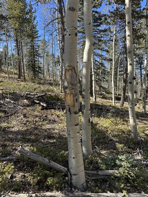 Tree Rub Identification R Cohunting
