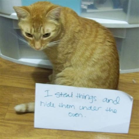 Cat Shaming Aaaahahahaha Cat Shaming Funny Cute Cats Funny Cat Memes