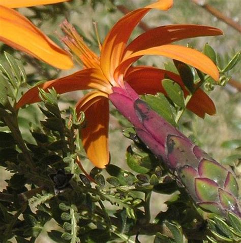Mutisia Acuminata Ruiz Et Pav Botanycz