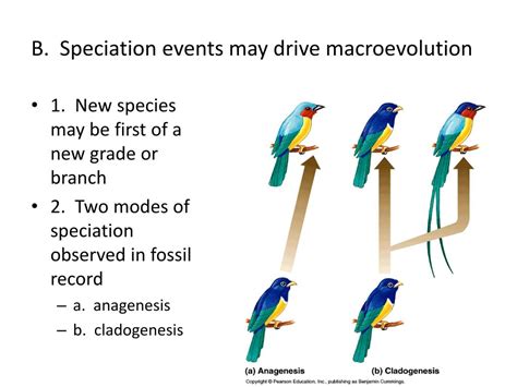 Ppt Speciation Powerpoint Presentation Free Download Id6918905