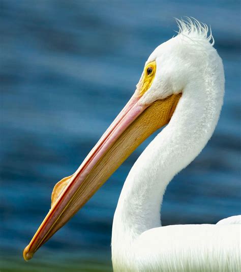 American White Pelican Audubon Field Guide