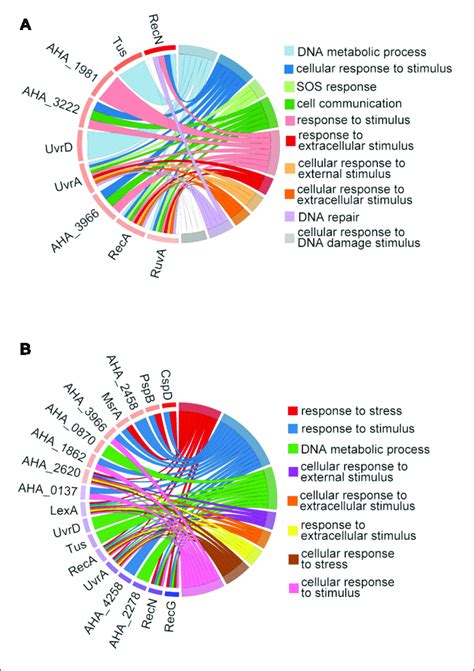 Chord Plot Showing Go Terms Bp Analysis Of Differentially Expressed Download Scientific