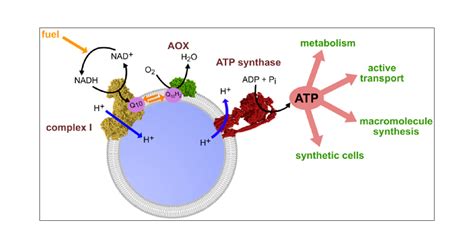 Simple Cell Respiration Diagram