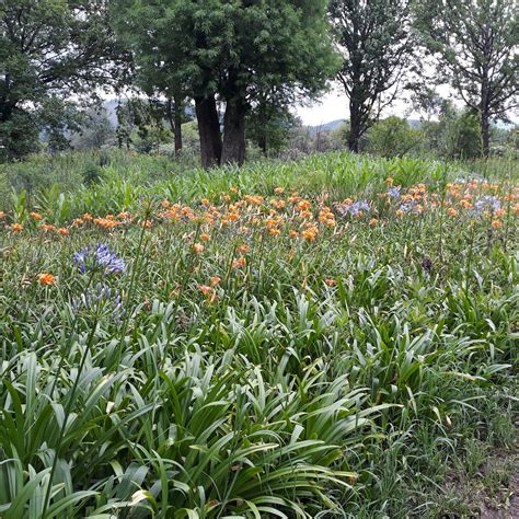 Sabie Waterfalls All You Should Know Before You Go 2026 W Reviews