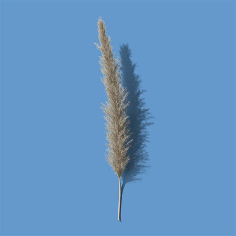 Free Front View Pampas Grass Psd Css Author