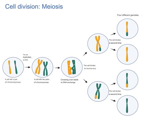 Meiosis Biotech Academy