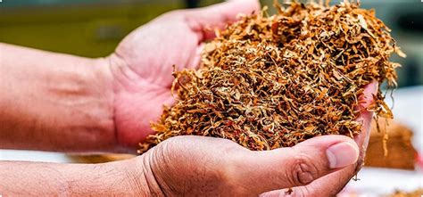 Odla Egen Tobak Med Tobaksplanta