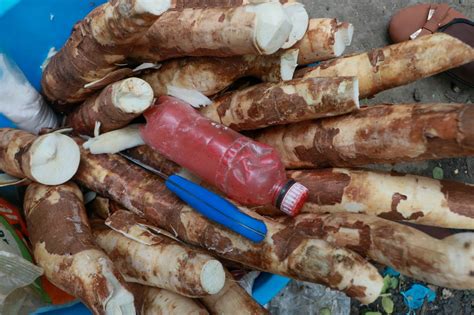 Raw Cassava Risks Why Proper Preparation Is Crucial For Safety