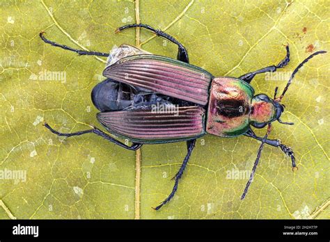 The Ground Beetle Sony A6400 Camera El Nikkor 2 8 50 Mm Lens Iso