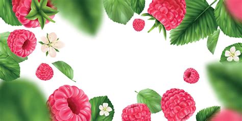 Raspberry Realistic Background 19775215 Vector Art At Vecteezy