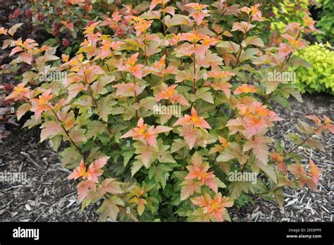 Orange Leaved Ninebark Physocarpus Opulifolius Amber Jubilee Jefam