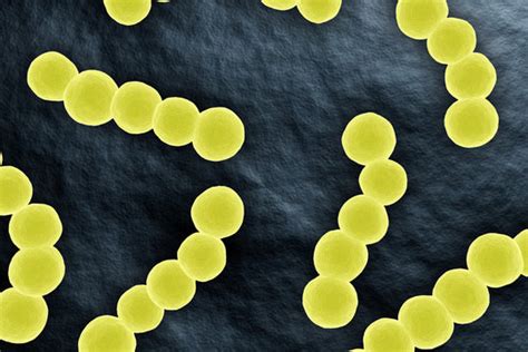 「streptococcus」の画像 8 551 件の Stock 写真、ベクターおよびビデオ Adobe Stock