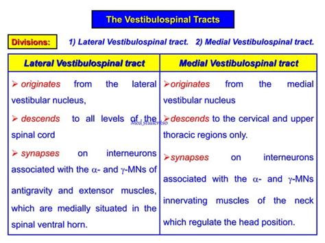 Pyramidal Extrapyramidal Pathways Ppt