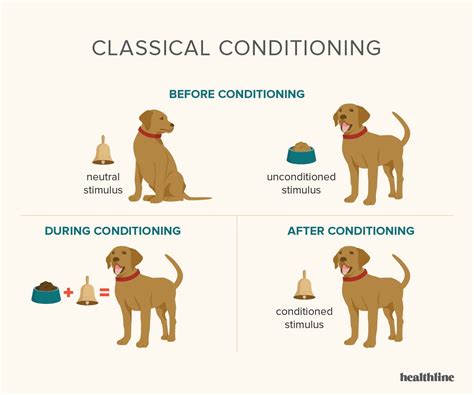Classical Conditioning Examples Human At Sandra Moody Blog