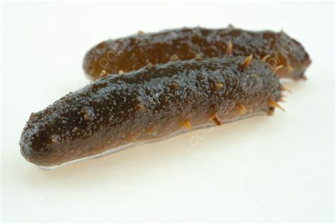 Abalone Sea Cucumber Fresh Abalone Photography Background Abalone Sea