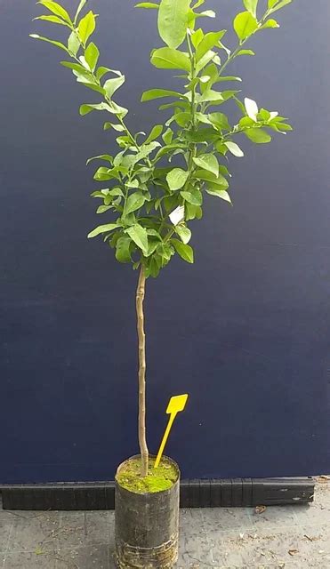 Citrus Medica Var Piretto O Cedro Pane Innestato 1 Pianta In Fitocella Eur 19 80 Picclick It