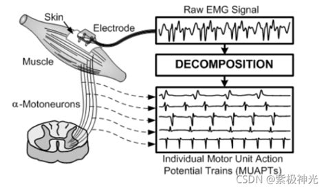 【肌电信号】基于matlab Gui Muap波形【含matlab源码 736期】matlab绘制肌电信号 Csdn博客
