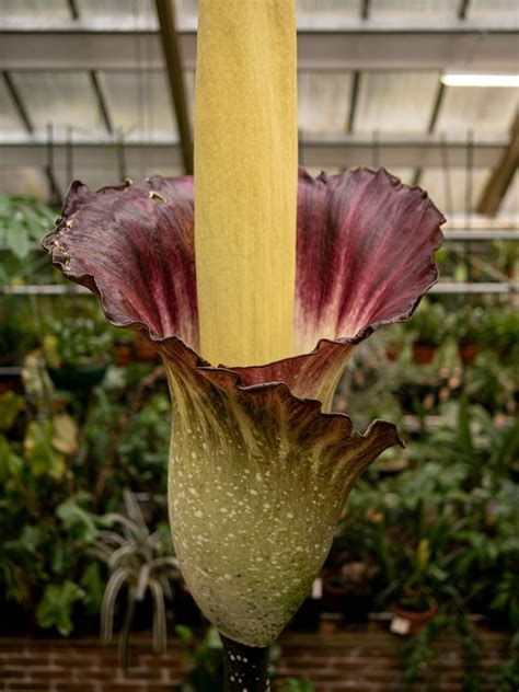 Stinking Flower That Smells Like Rotting Flesh Natures Unusual Scent