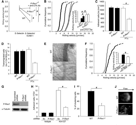 Figure 1 From Integrin Activation By P Rex1 Is Required For Selectin