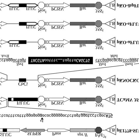 Schematic Diagram Showing The Construction Of Normalization Test And