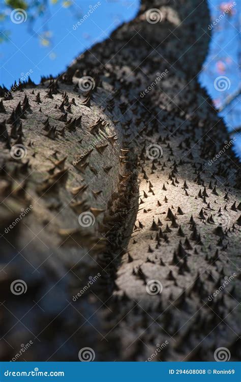 Bark With Bottle Tree Thorns Stock Photo Image Of Greenwood Twig 294608008