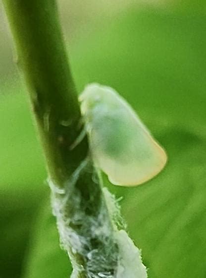 Flatidae Ormenoides Venusta Bugguide Net