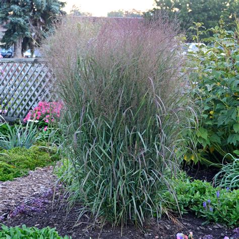 Prairie Winds® Apache Rose Switch Grass Plant Addicts