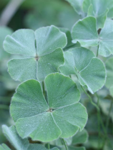 Marsilea Drummondii Marsileaceae Image 45805 At