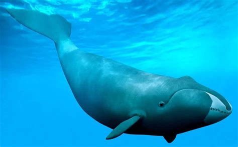 100 Bowhead Whale Wallpapers
