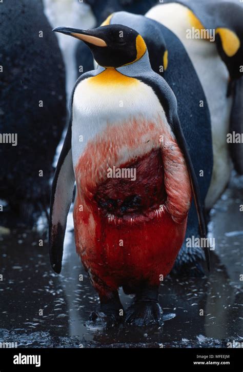 King Penguin Injured After Seal Attack Aptenodytes Patagonica Salisbury