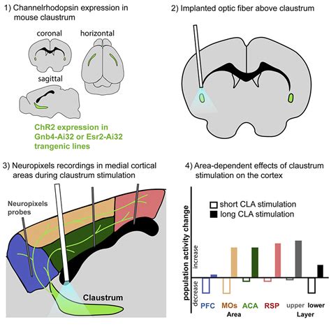 Influence Of Claustrum On Cortex Varies By Area Layer And Cell Type