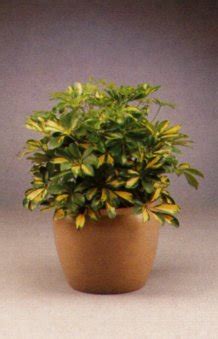 Dwarfscheffleravariegated50 Plantscapes
