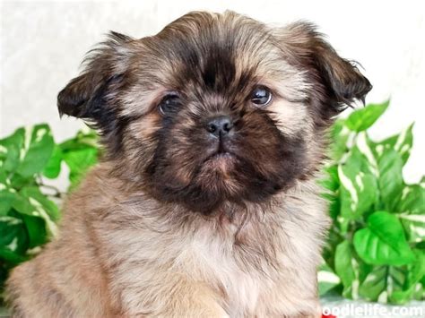 Shih Tzu Pomeranian Mix The Shiranian [shi Pom] Oodle Life