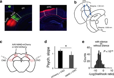 Left Posterior Parietal Cortex