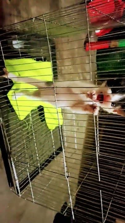 Cute Catcry🥲🥲🥲🥲🥲 Cat Youtube