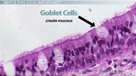 Ciliated Epithelium Structure Location And Function Lesson