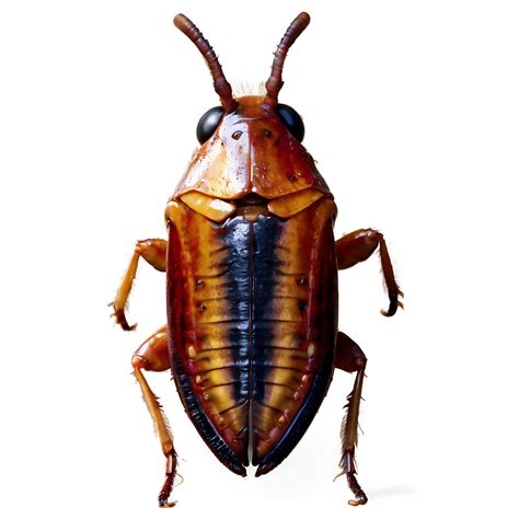 Download Roach In Nature Png Xjq