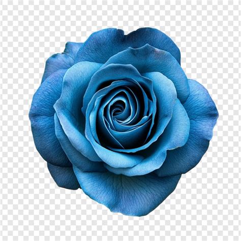 Page 18 Blue Rose Lines Images Free Download On Freepik