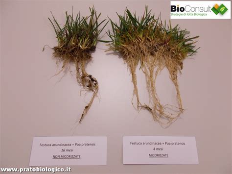 Ozor C Le Micorrize Per La Concia Dei Semi Bio Consult